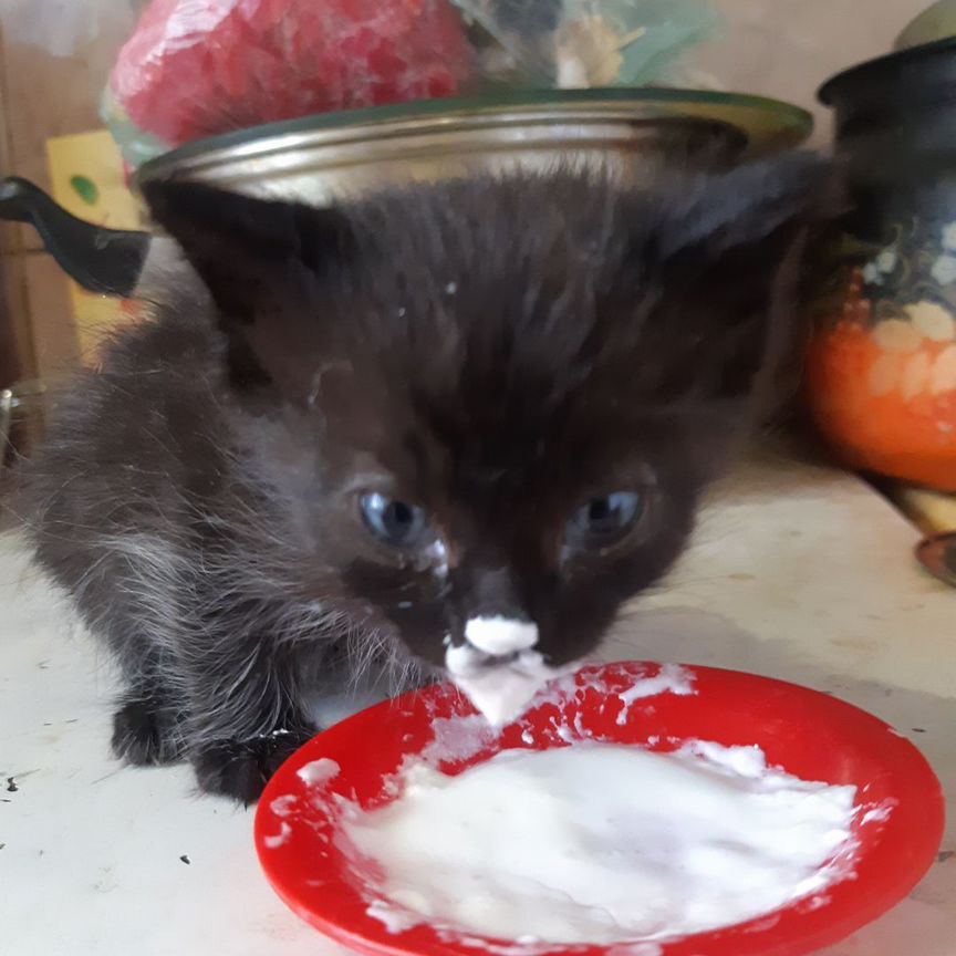 Котенок очень маленький