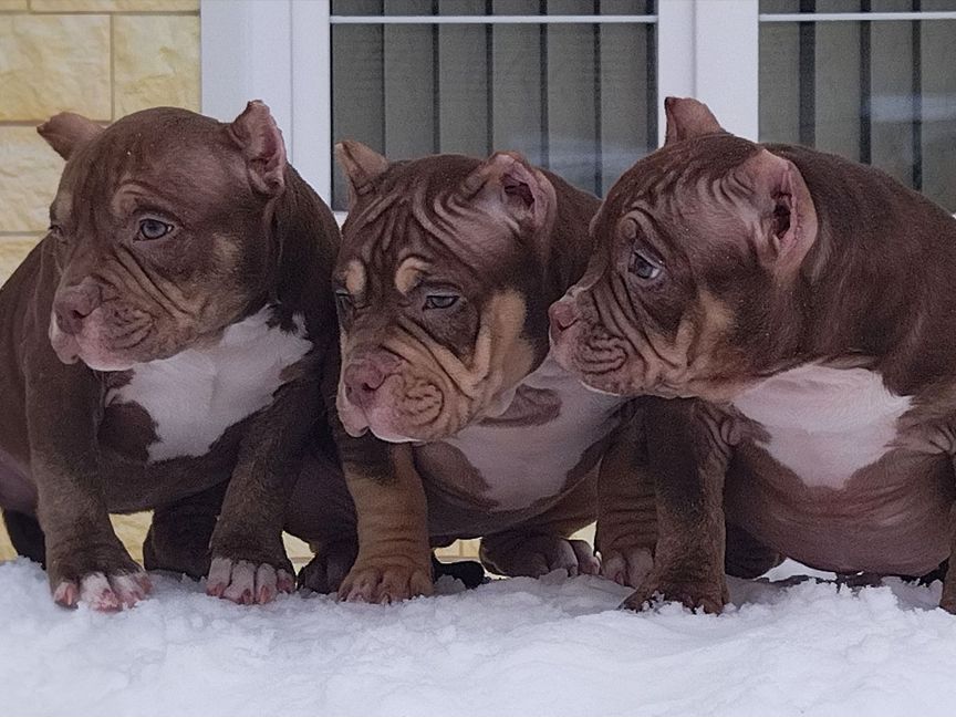 Шоколадка.Лилак. Американская булли. компаньон