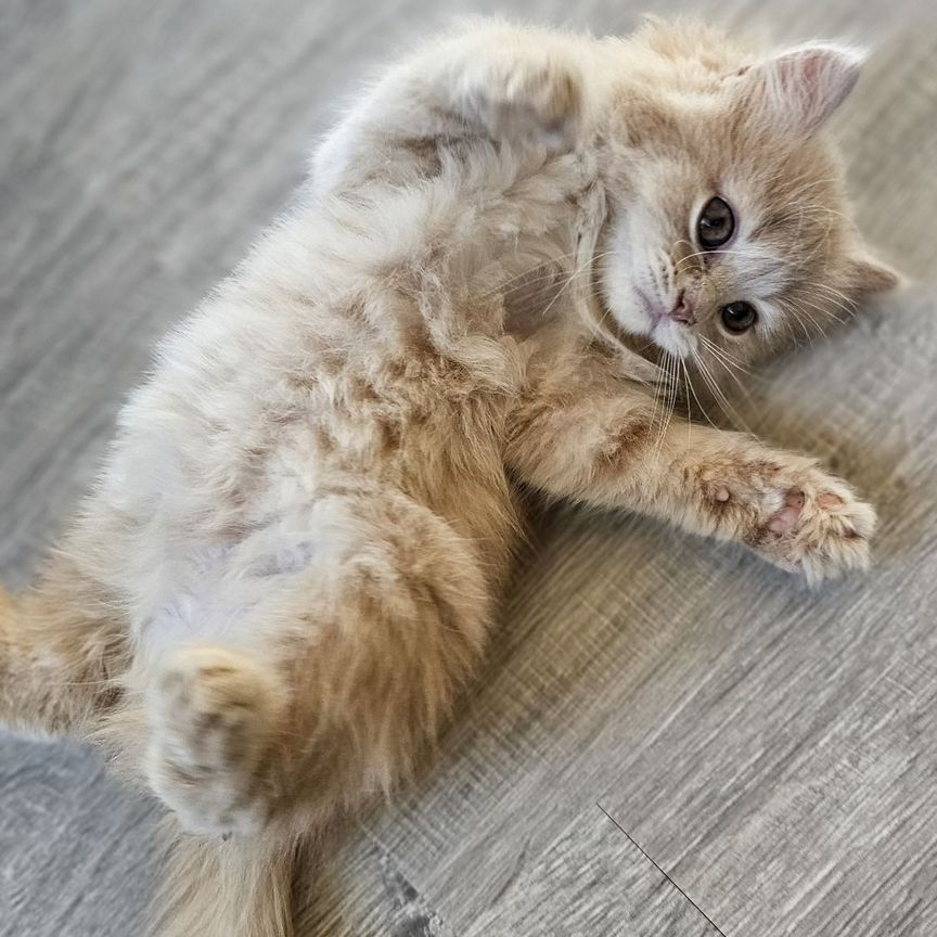Шотландский прямоухий длинношёрстный котёнок