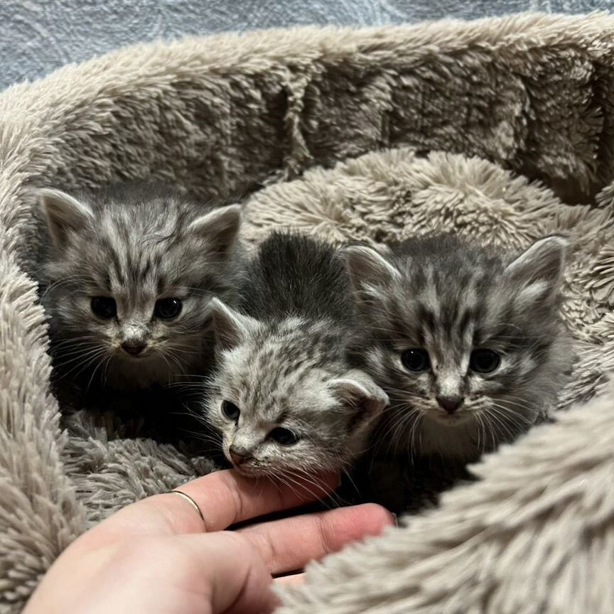 Отдам котят в добрые руки