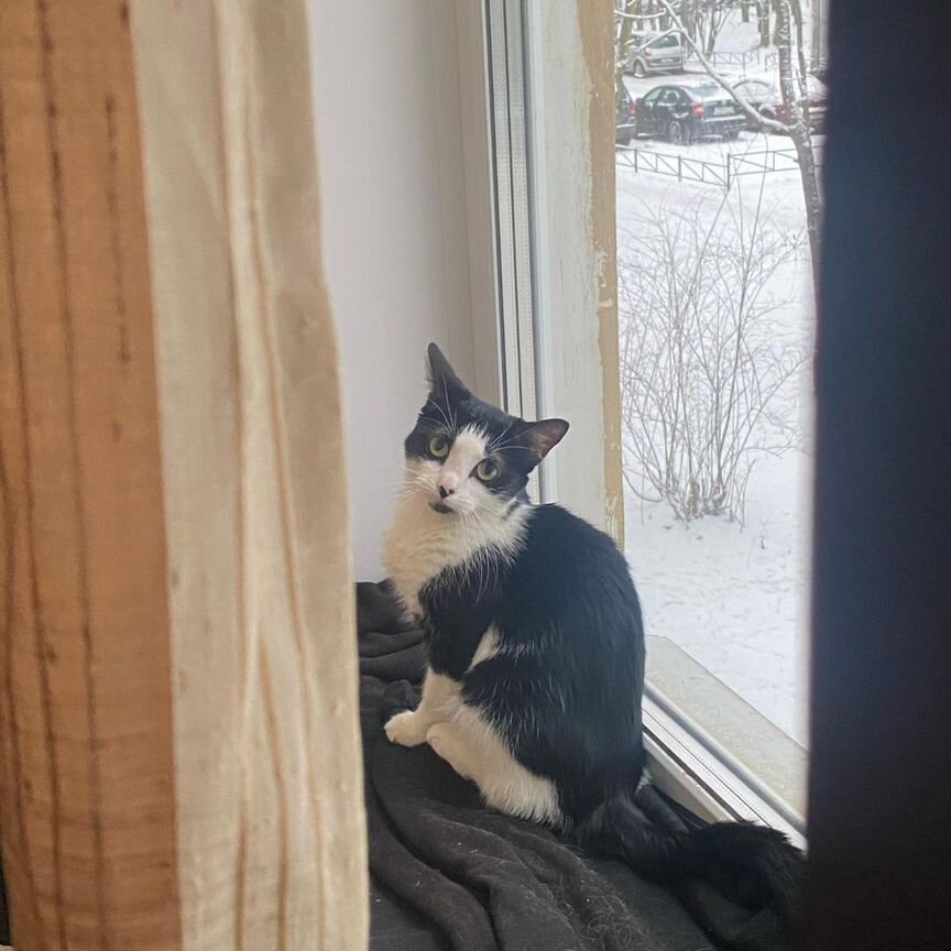 Ласковая кошечка 2 г,лоток 5 в заботливые руки