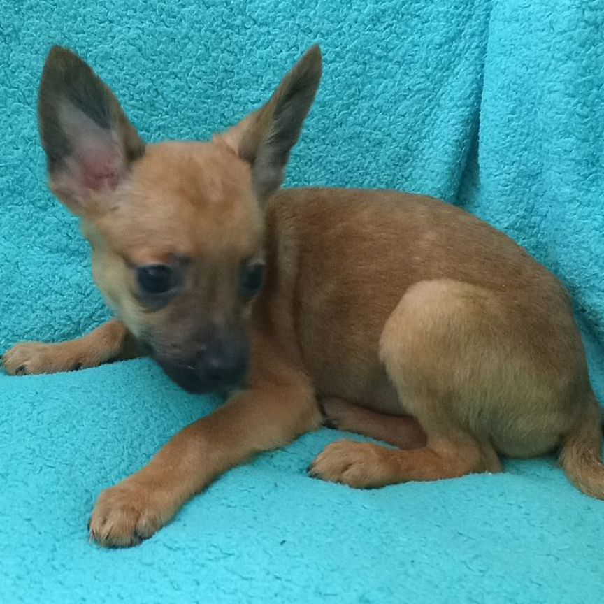 Русский той-терьер, щенок