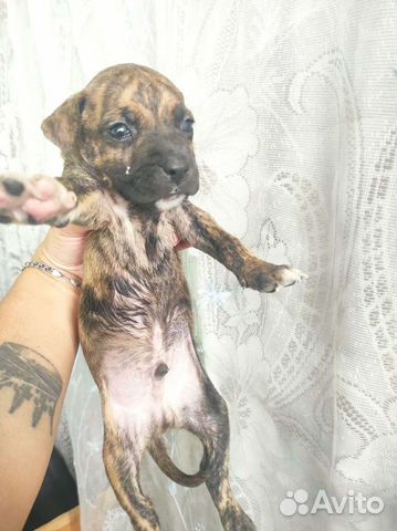 Щенки стаффорда