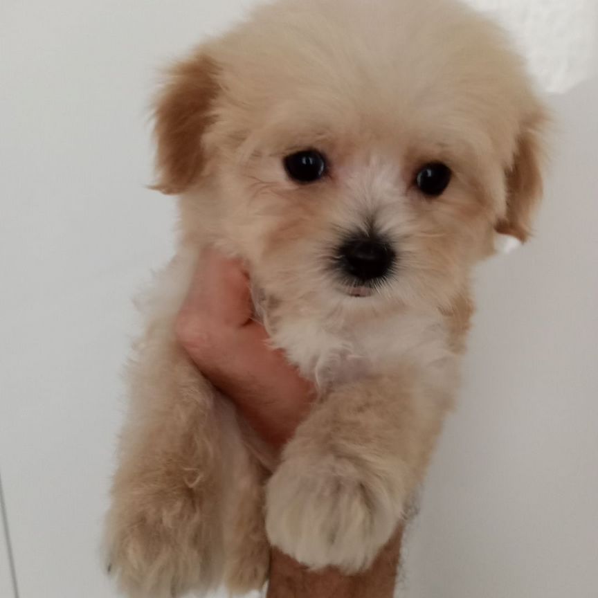 Мальтипу ф1 микро