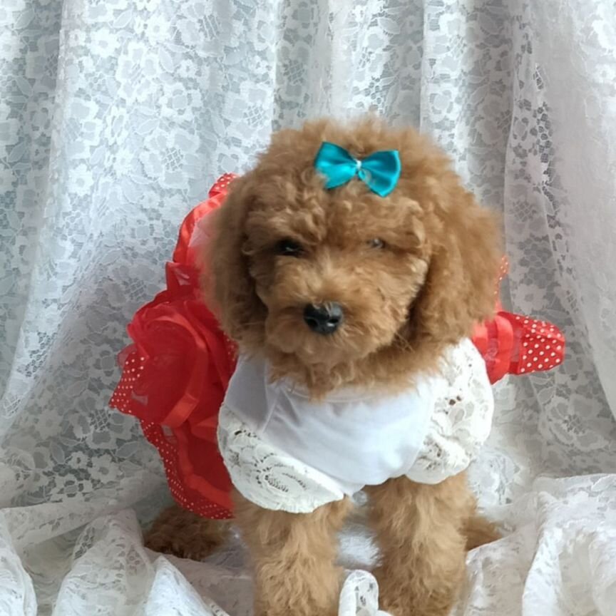 Той-пудель, щенок