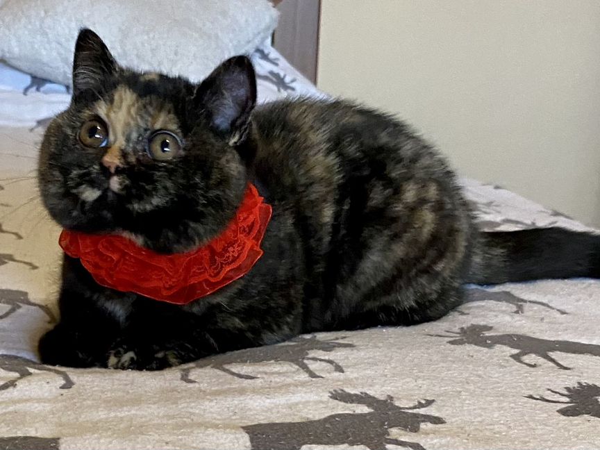 Британские котята короткошерстные