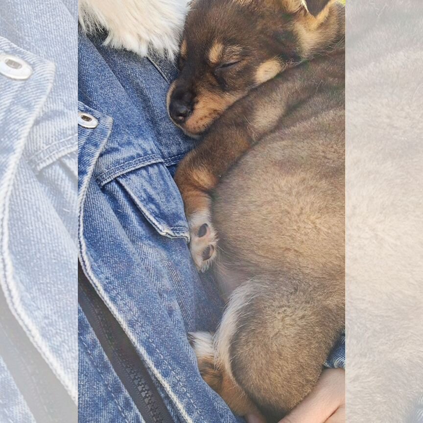 Немецкая овчарка, щенок