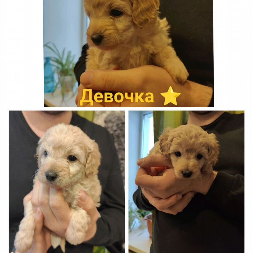 Пудель (карликовый ) щенки мальчики и девочки