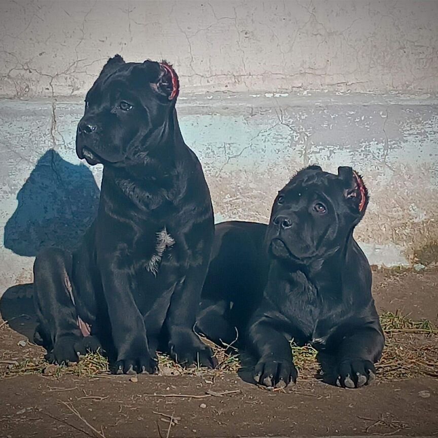 Кане Корсо РКФ