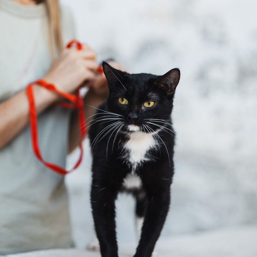 Ни одного предложения за 3 года в приюте