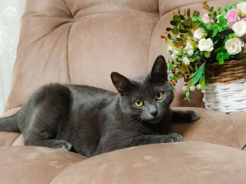 Котенок девочка метис