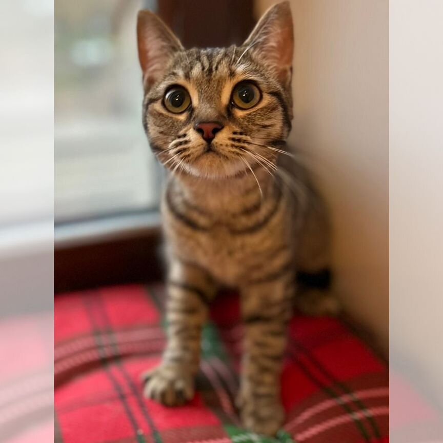Ласковый ручной полосатый котенок девочка