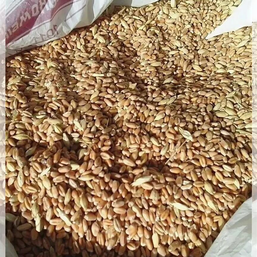 Зерно пшеница кормовая