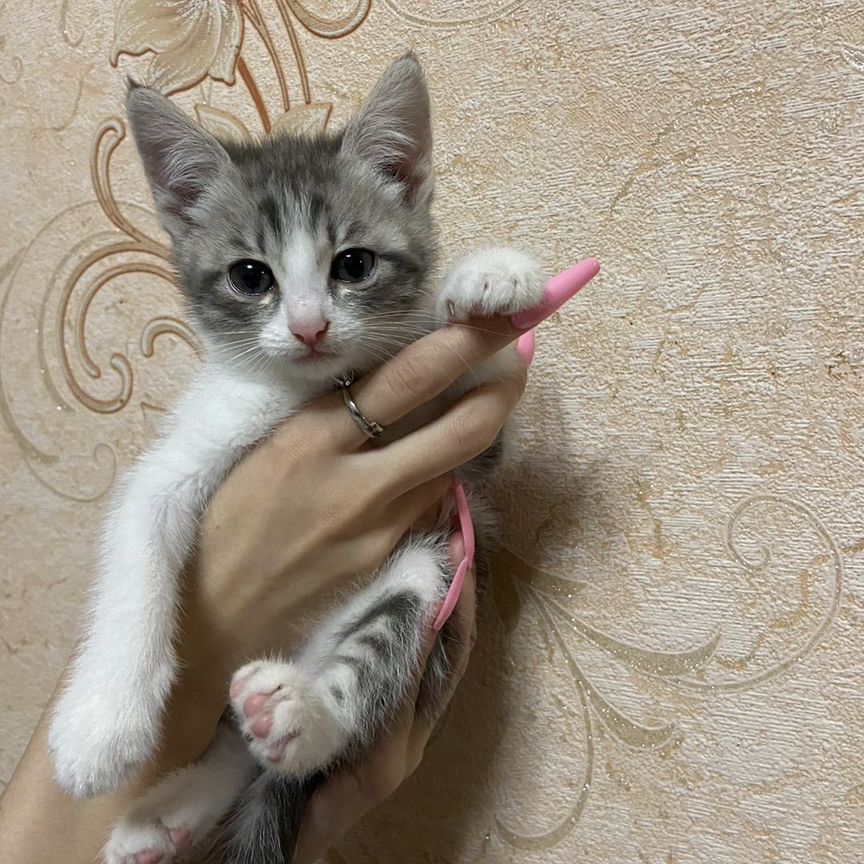 Котята