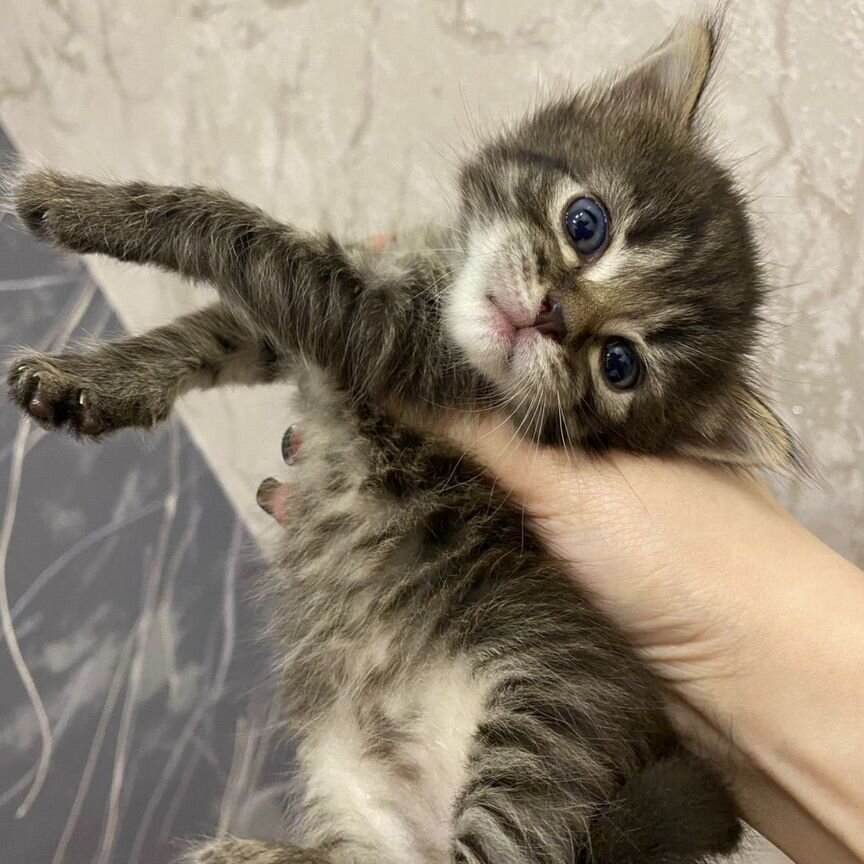 Котята в добрые руки бесплатно