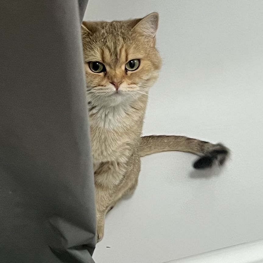 Британская короткошёрстная, взрослая кошка