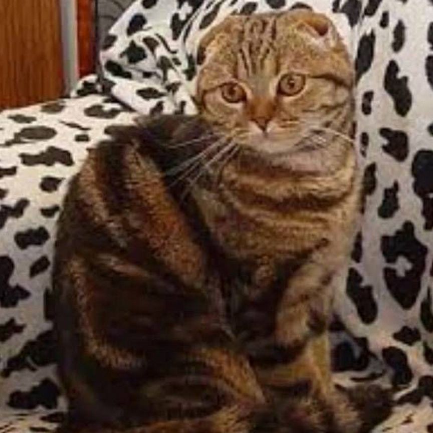 Шотландская вислоухая короткошёрстная, взрослая кошка