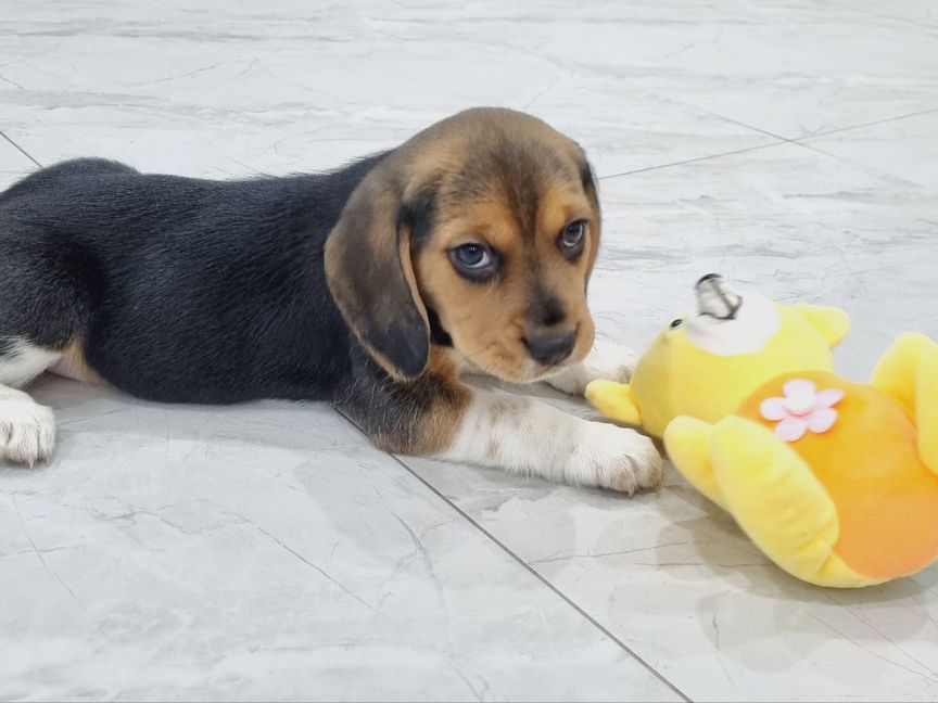 Бигль