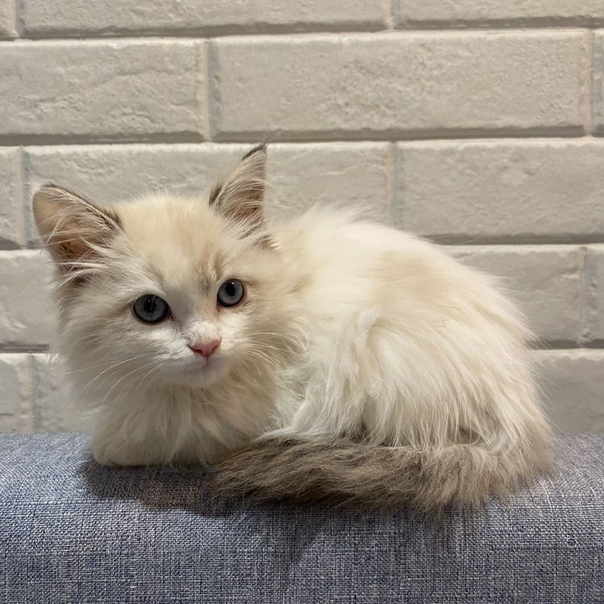 Котенок девочка