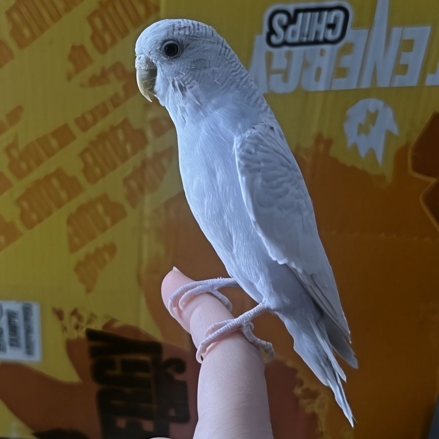 Попугай волнистый