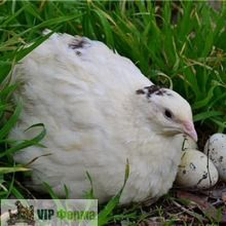 Инкубатор для яиц автоматический переворот