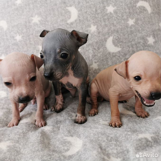 Щенки Американского Голого Терьера агт