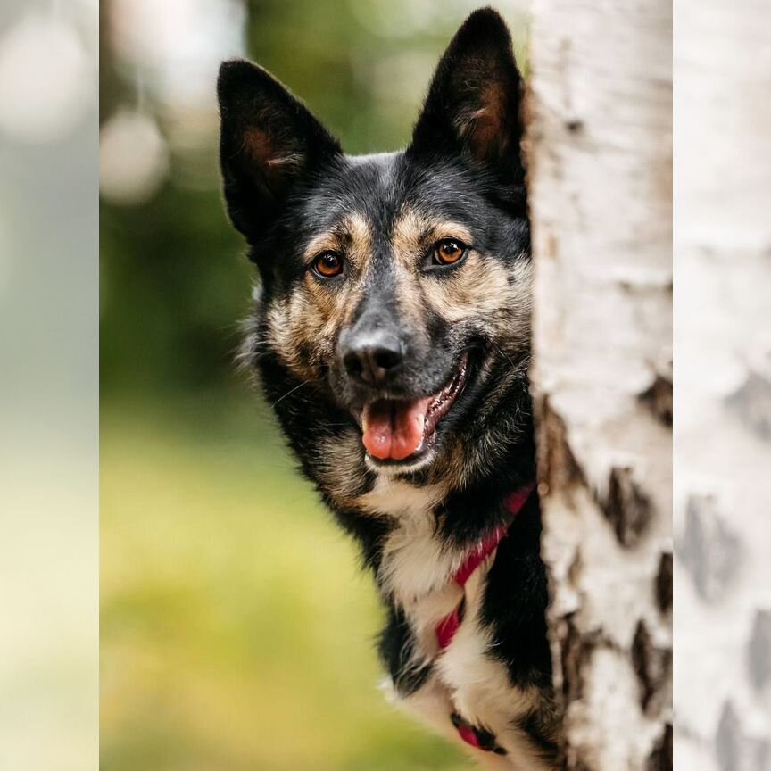 Взрослая собака в добрые руки
