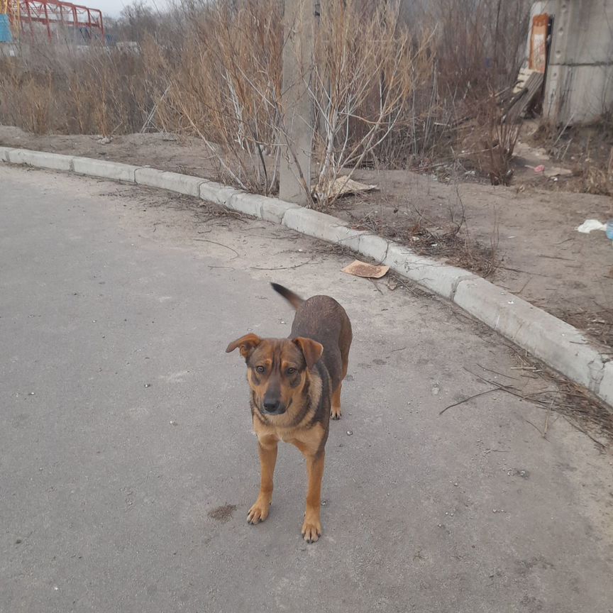 Шоколадный пёсик молодой в добрые руки