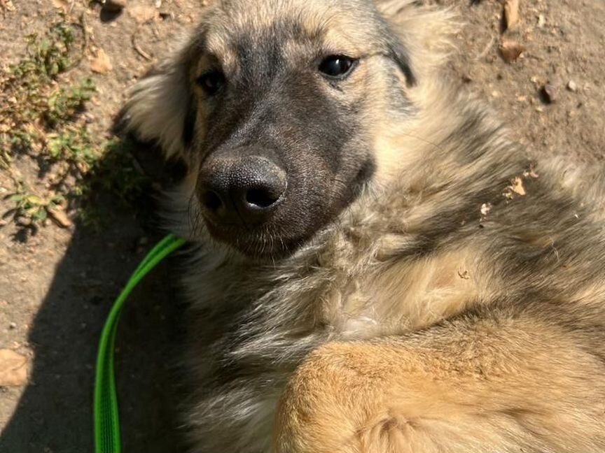 Щенок из приюта ишет семью