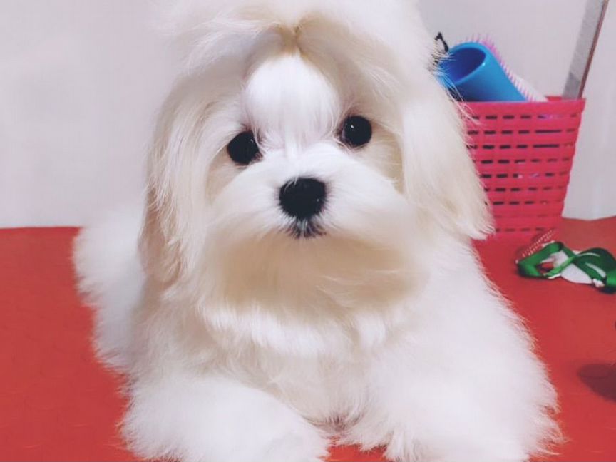 Мальтезе мальчик