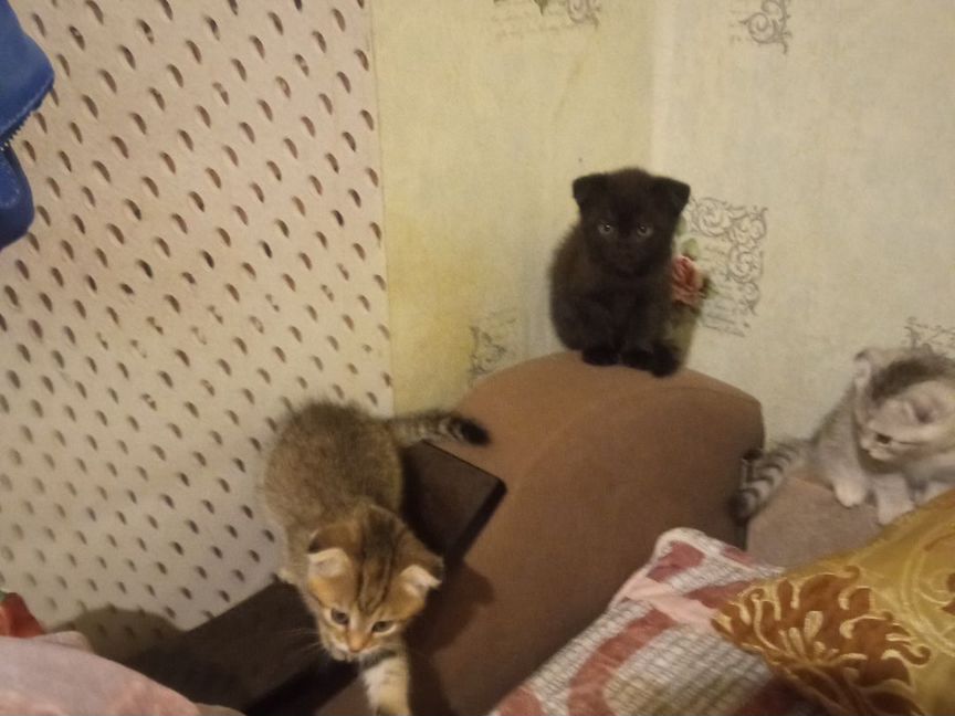 Котята