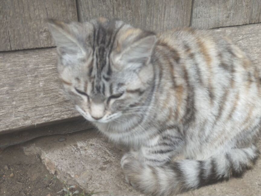Кошка