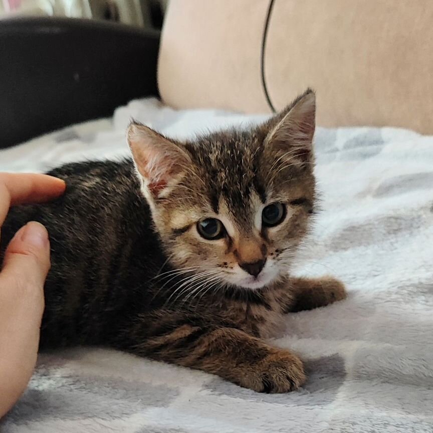 Милая девочка котёнок ищет семью