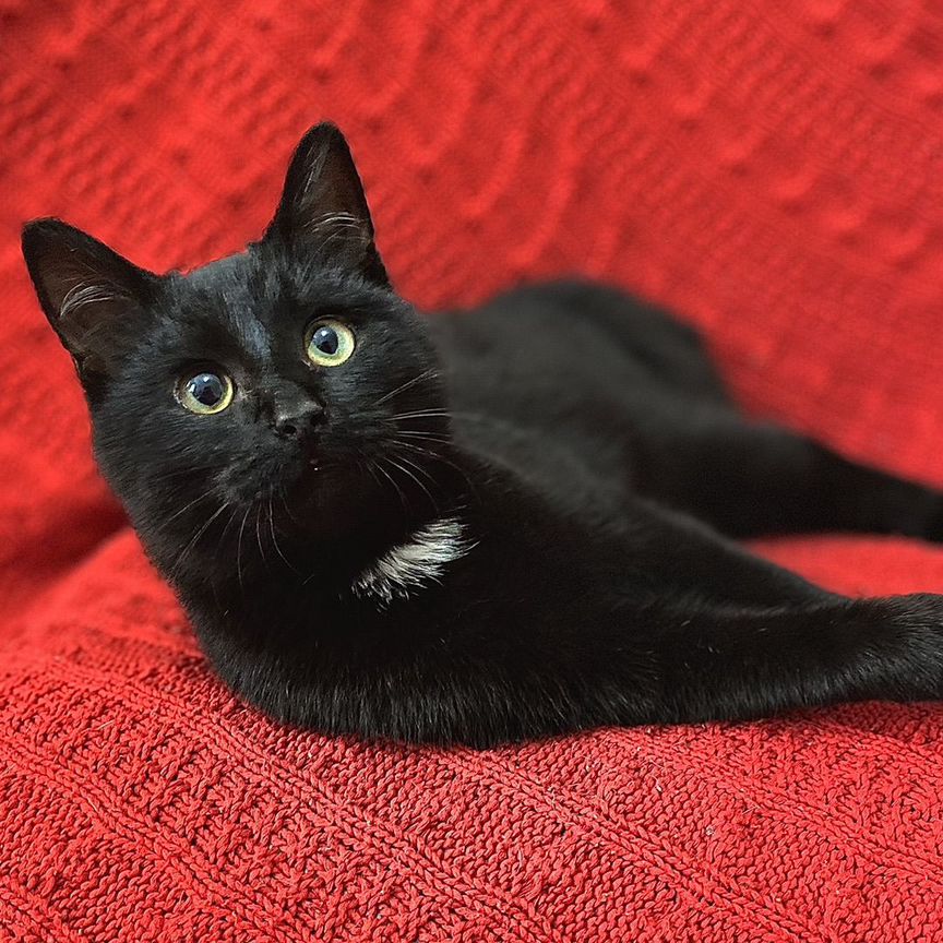 Котик в добрые руки