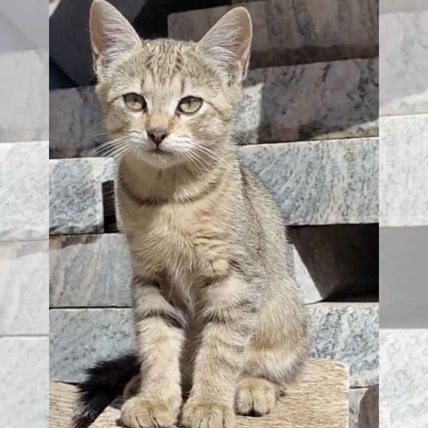 Отдам котенка в хоршие руки Бесплатно