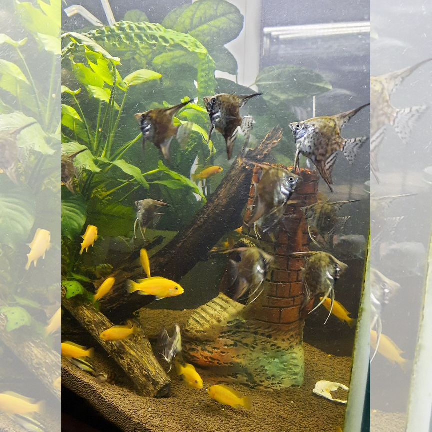 Скалярии зелёный ангел