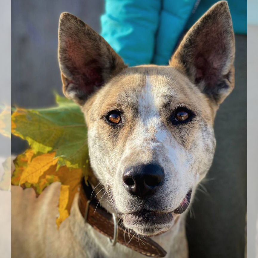 Не замечают Дюшу, а она так ждёт(собака в дар