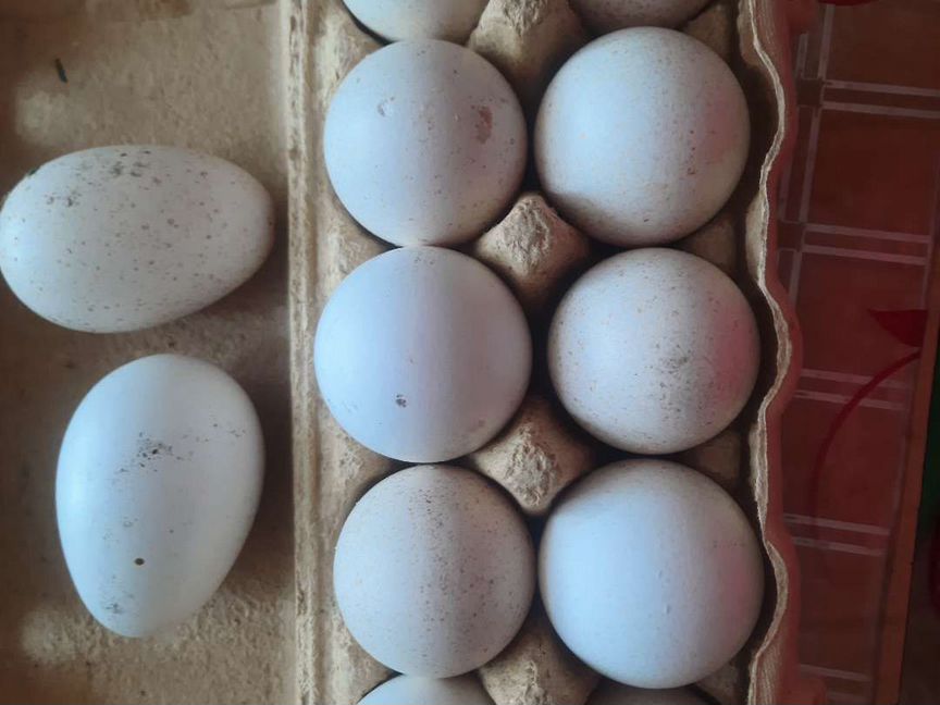 Яйца индюшинные инкубация