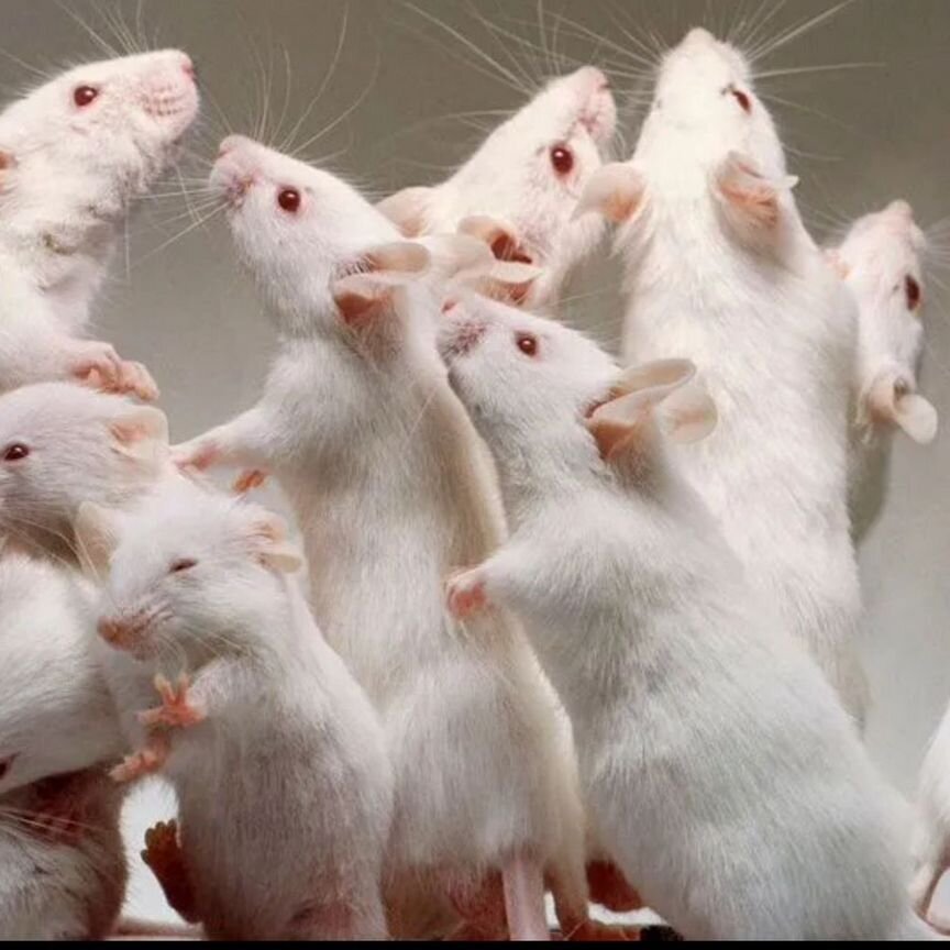 Кормовые мыши живые