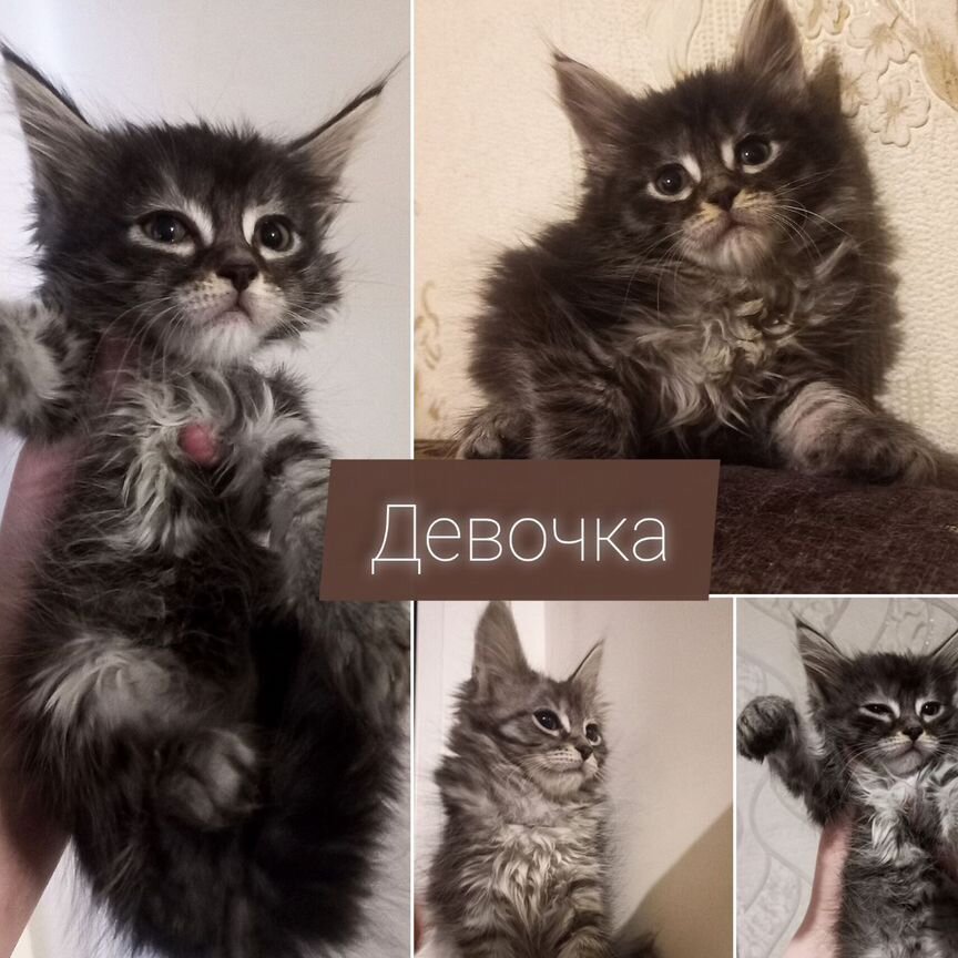 Мейн-кун котёнок