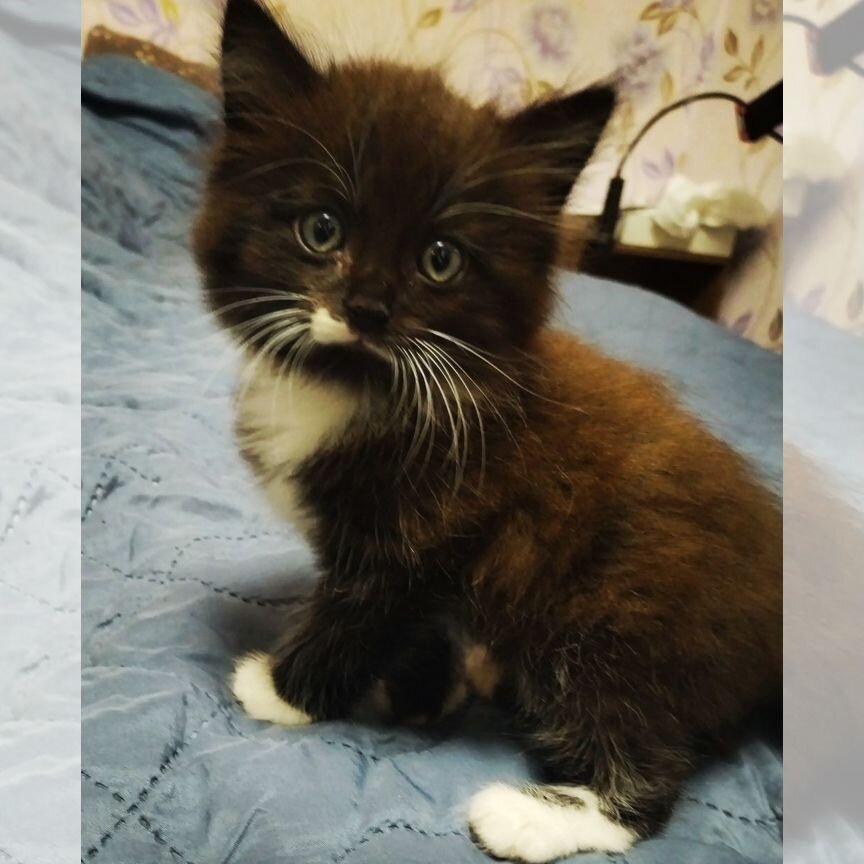 Отдам в добрые руки котёнка