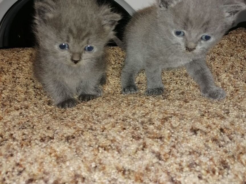 Британские котята