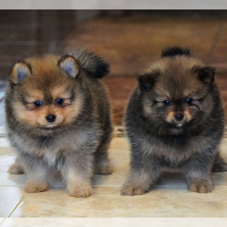 Померанский шпиц, щенок