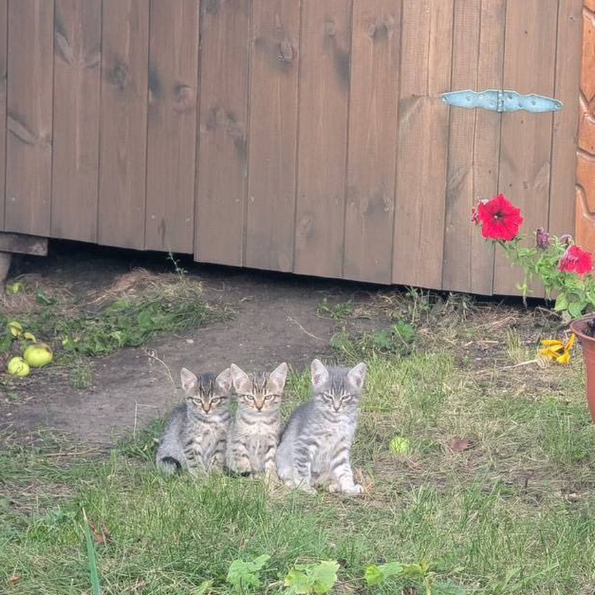 Котенок в добрые руки