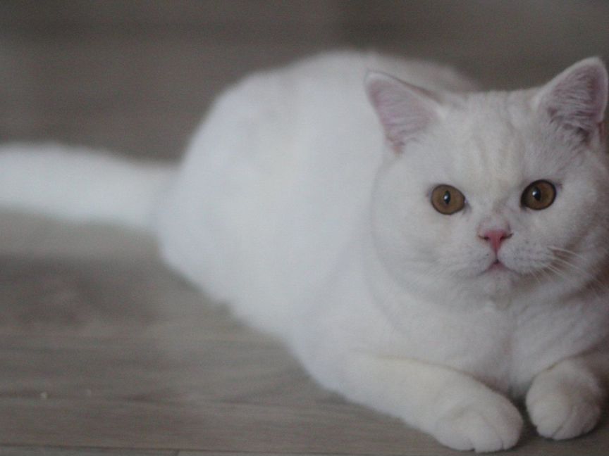 Белый британский котик