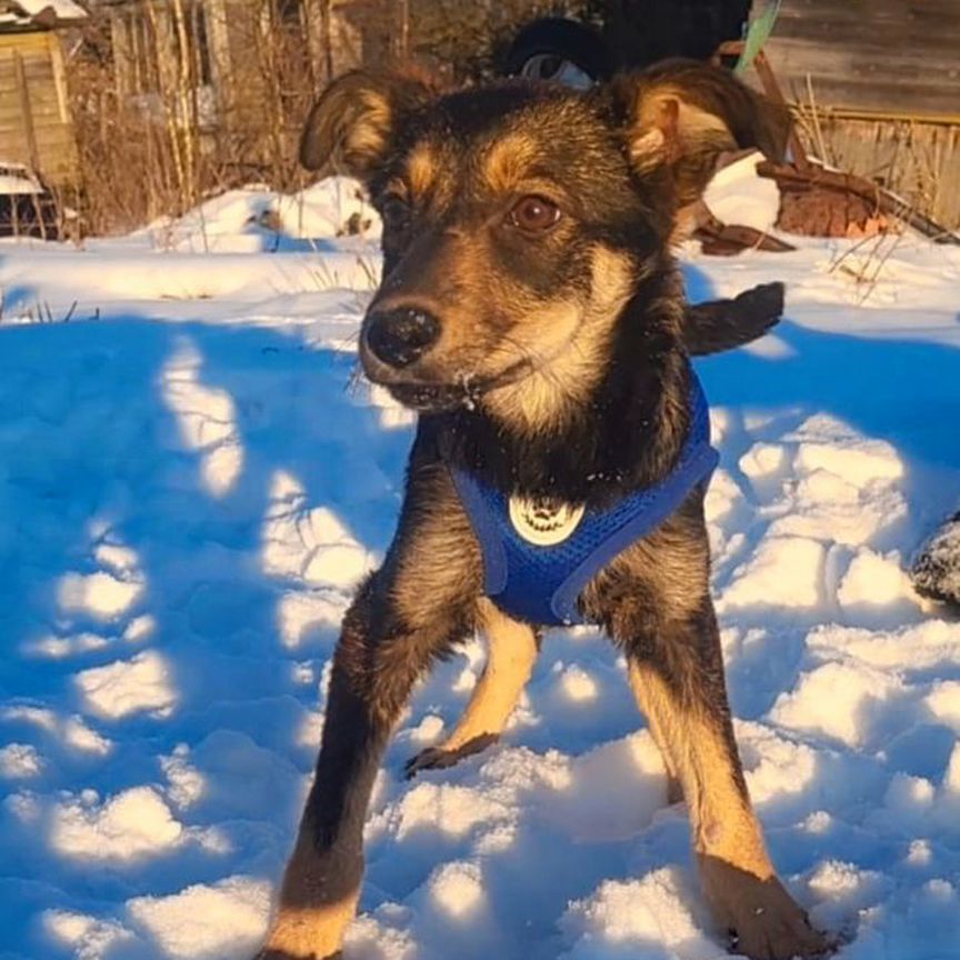 Щенки, девчонки в поисках дома