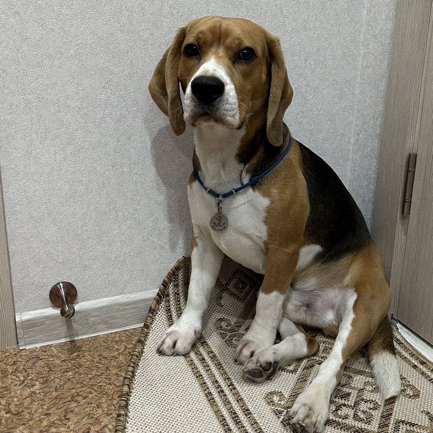 Бигль, взрослый пёс