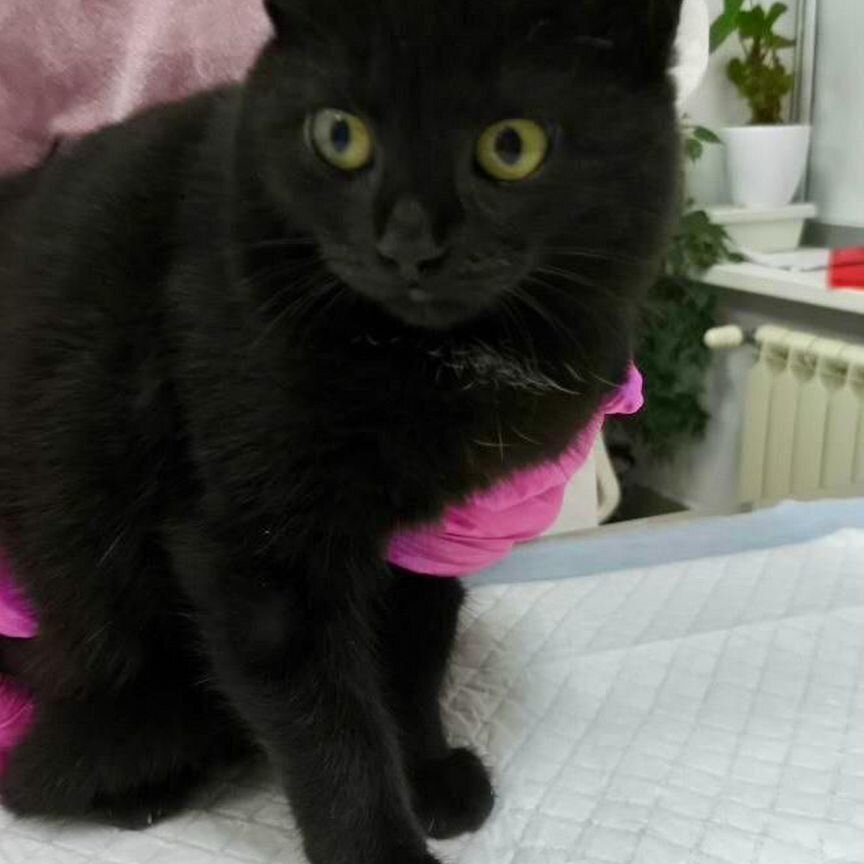 Котенок в добрые руки. Бесплатно