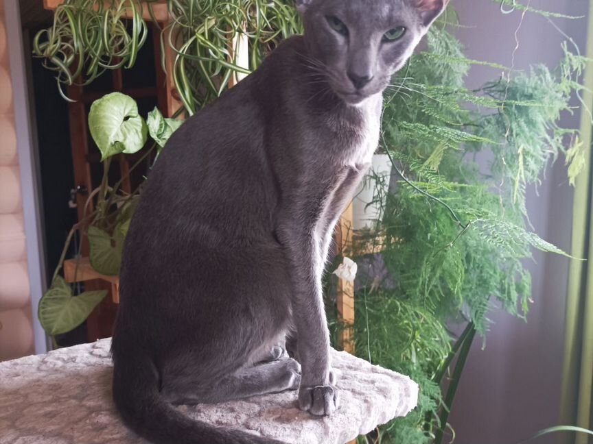 Ориентальная вязка