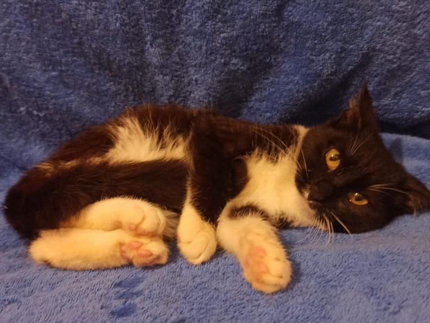 Котенок Граф